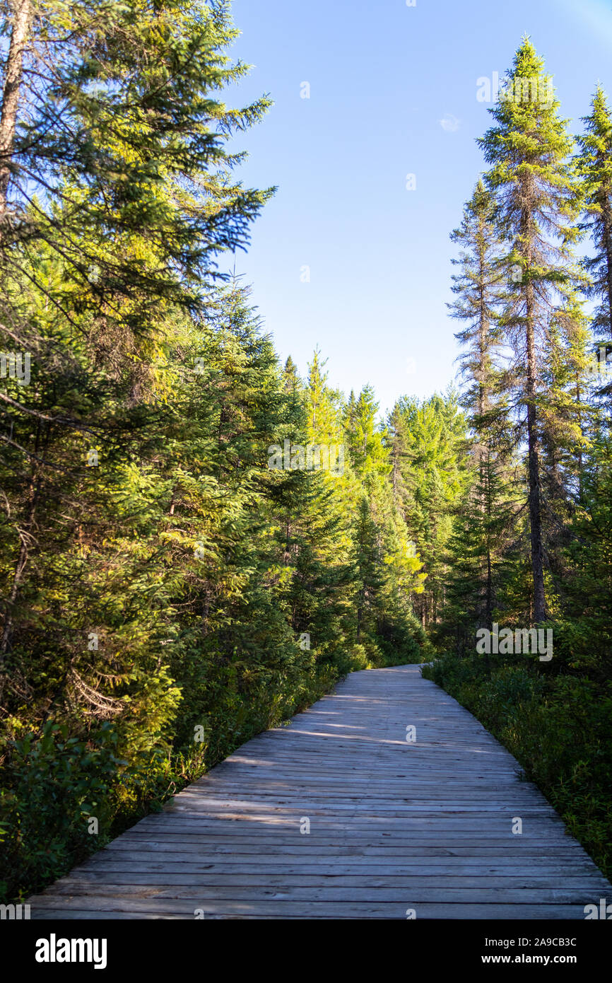 Spruce bog boardwalk hi-res stock photography and images - Alamy