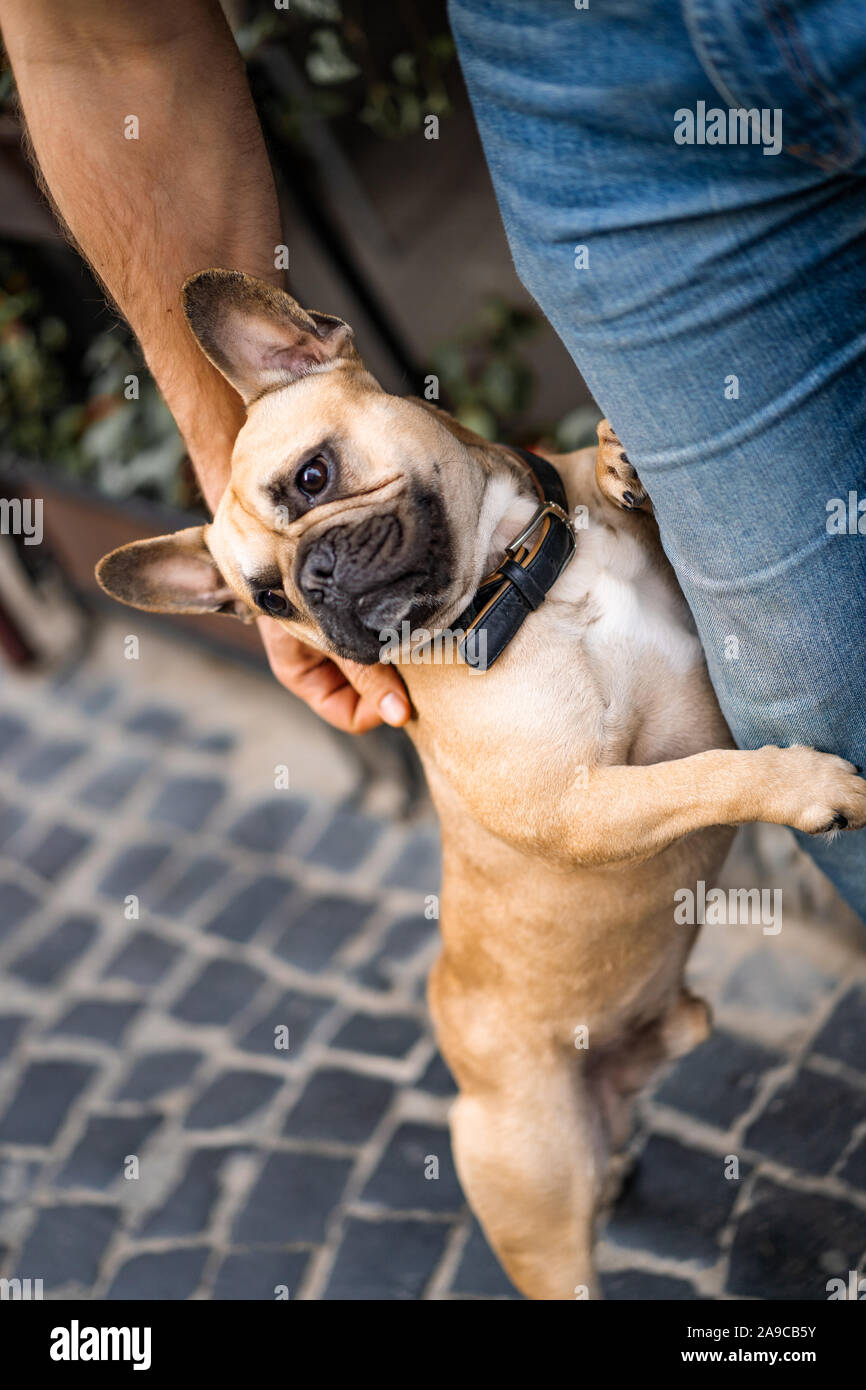 Black french bulldog owner hi-res stock photography and images - Alamy
