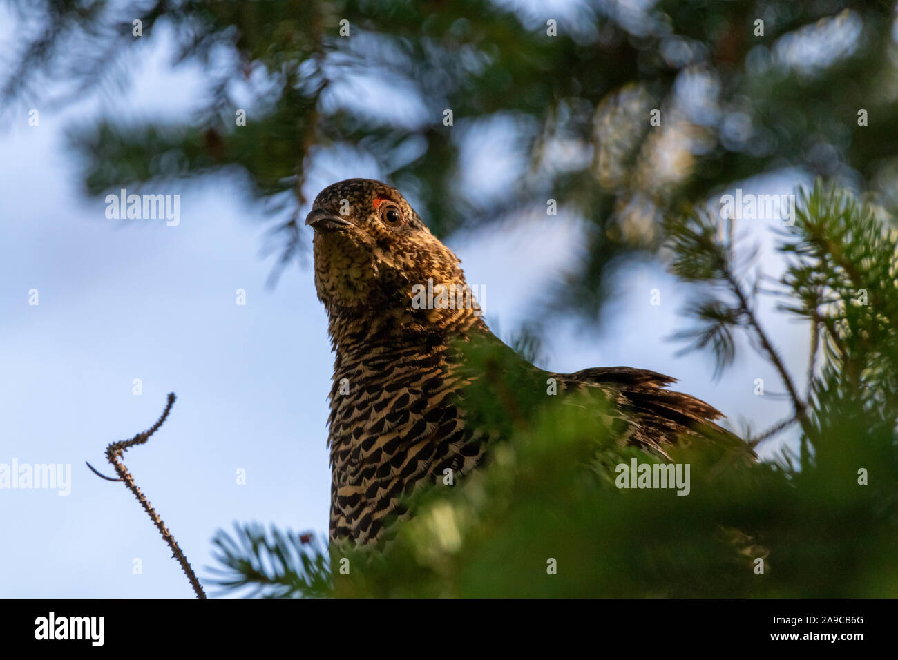 Spruce Grouse hen in tree Stock Photo - Alamy
