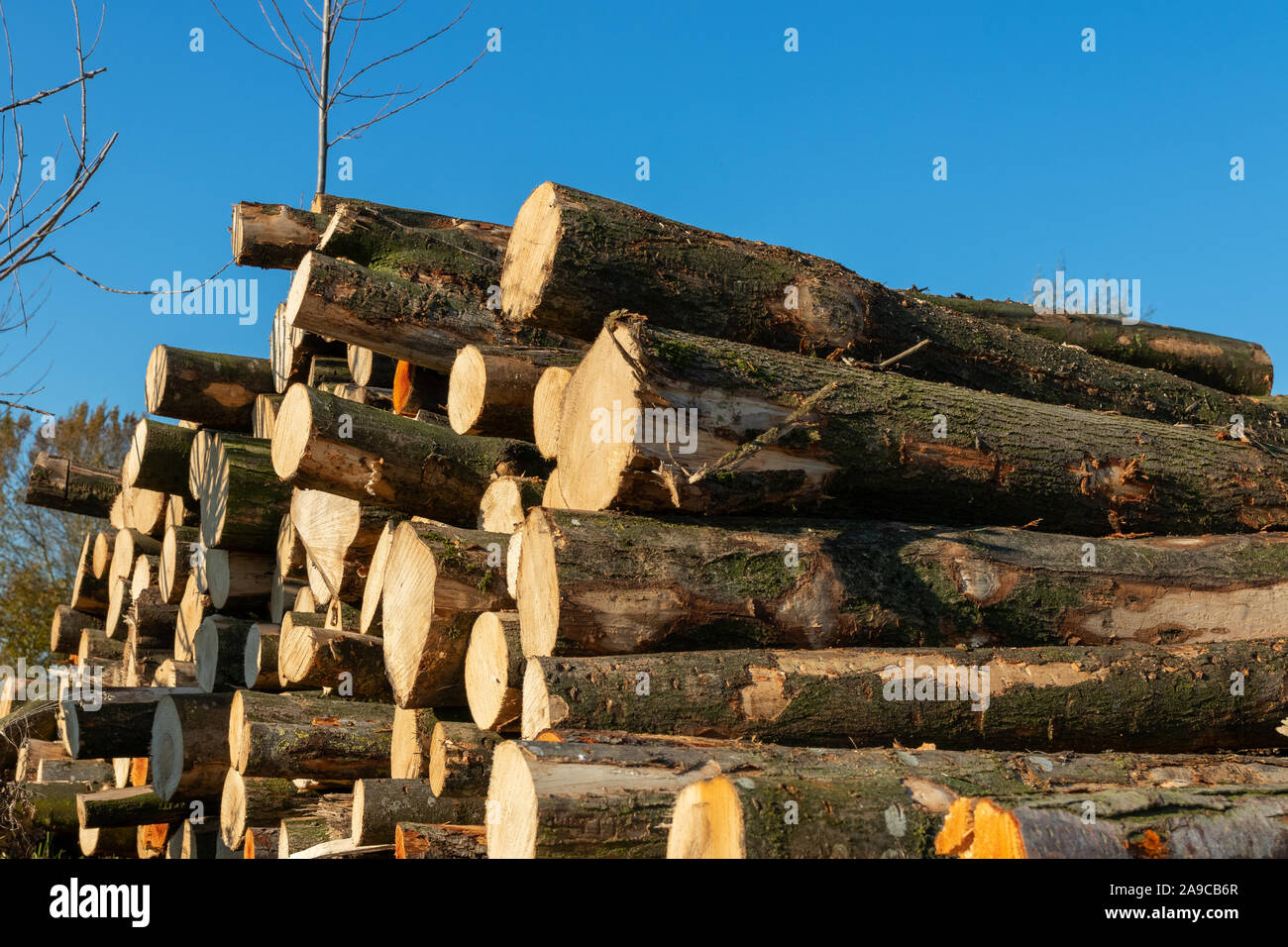 Stack of fresh cut logs at logging site Stock Photo - Alamy
