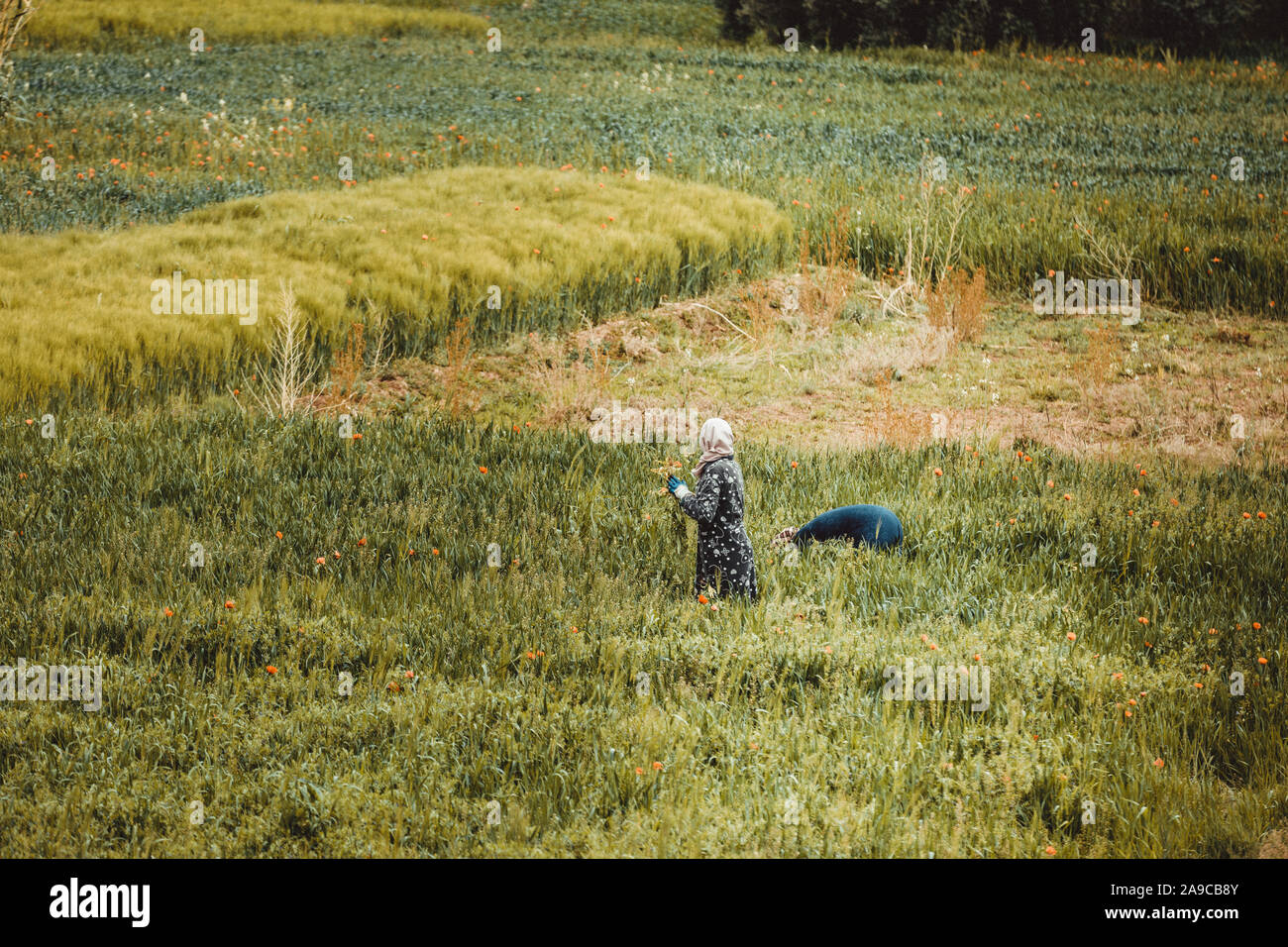 people working in atlas mountains Stock Photo - Alamy
