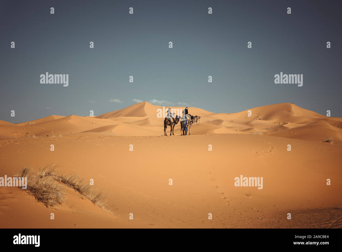 people riding dromedary through the desert Stock Photo - Alamy