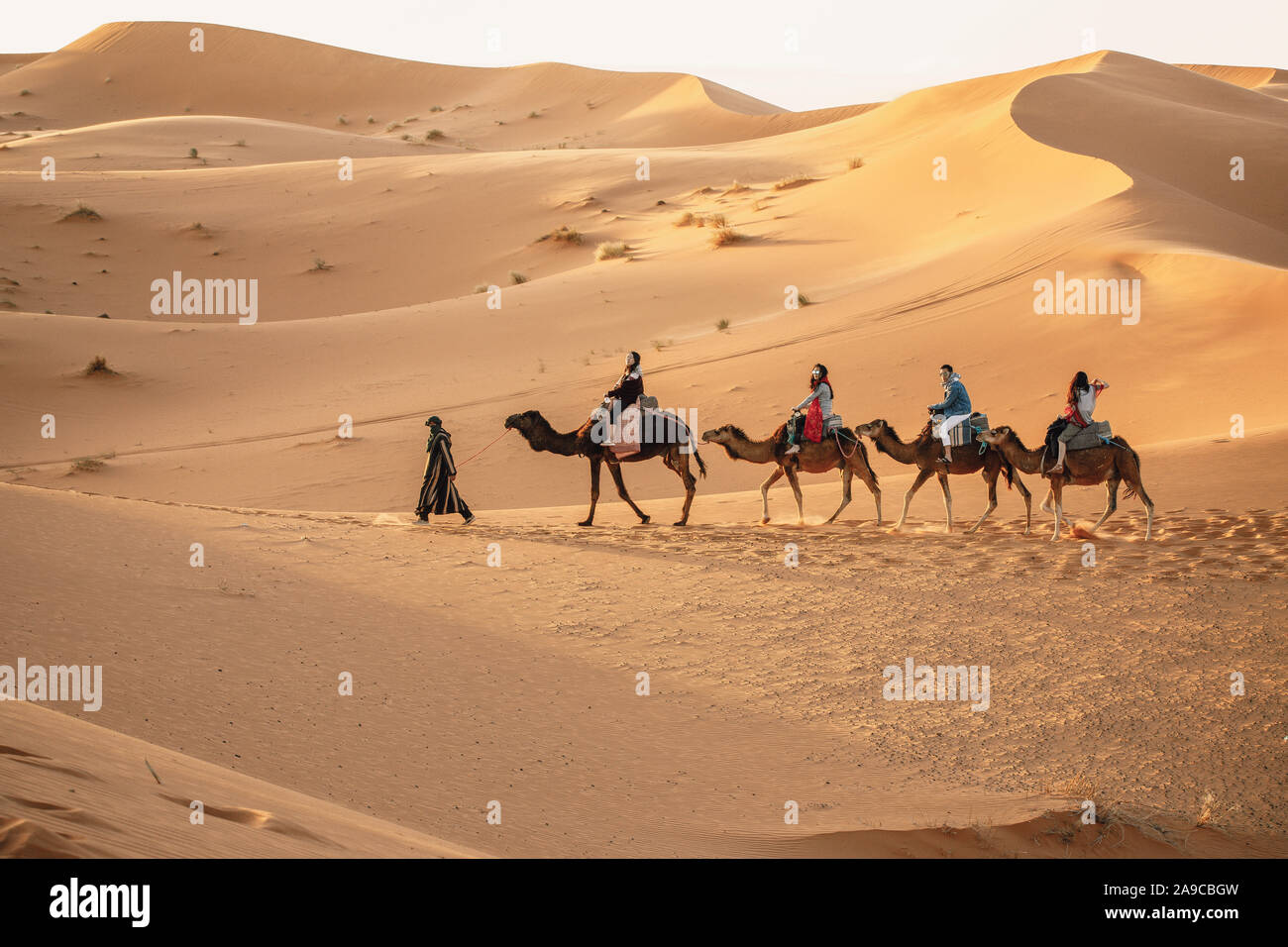 people riding dromedary through the desert Stock Photo - Alamy