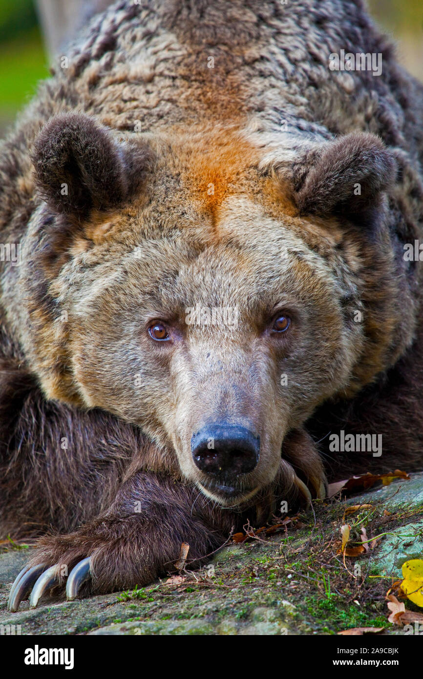 A brown bear looking into the camera Stock Photo - Alamy