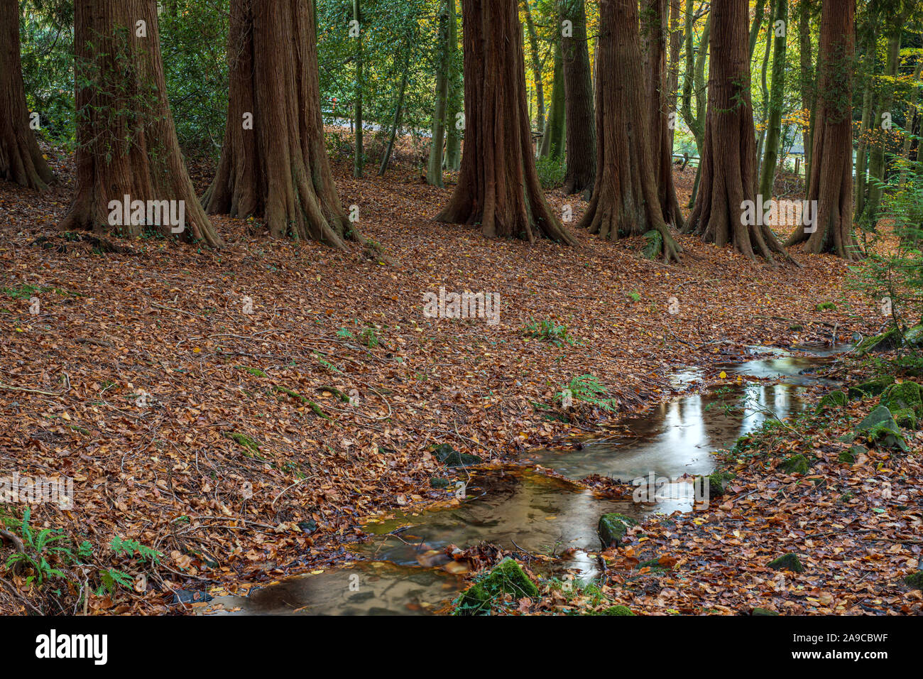 Redwood valley stream hi-res stock photography and images - Alamy