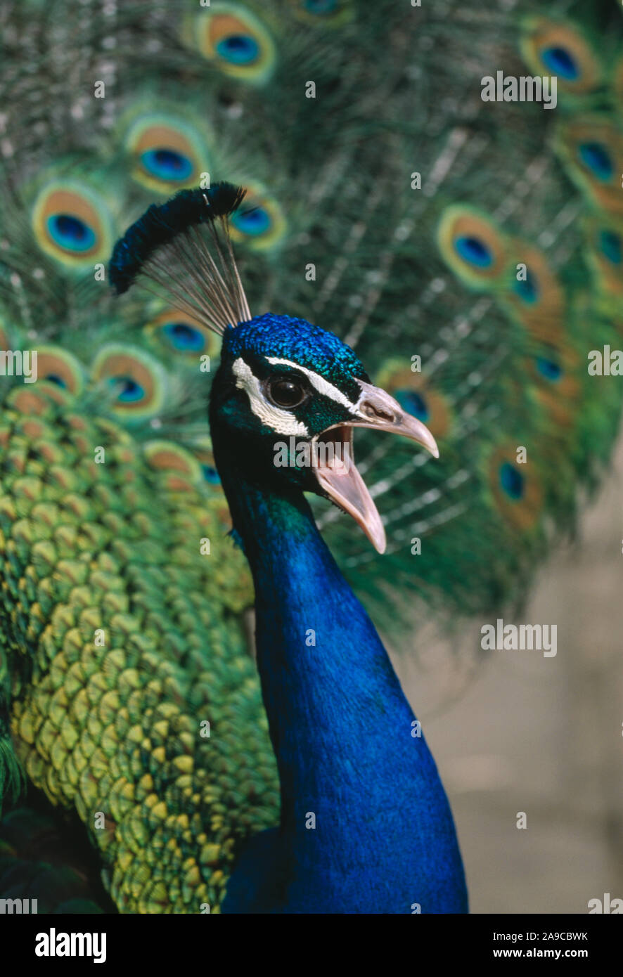 Indian or Blue PEAFOWL ( Pavo cristatus). Male or Peacock, calling ...