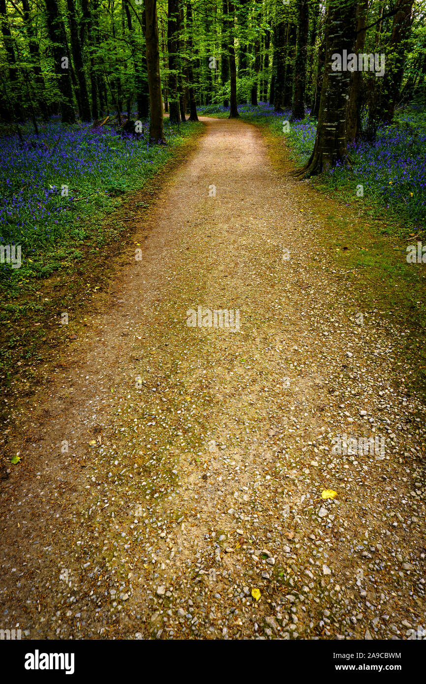 pathway through trees, bluebells on either side, portrait orientation ...