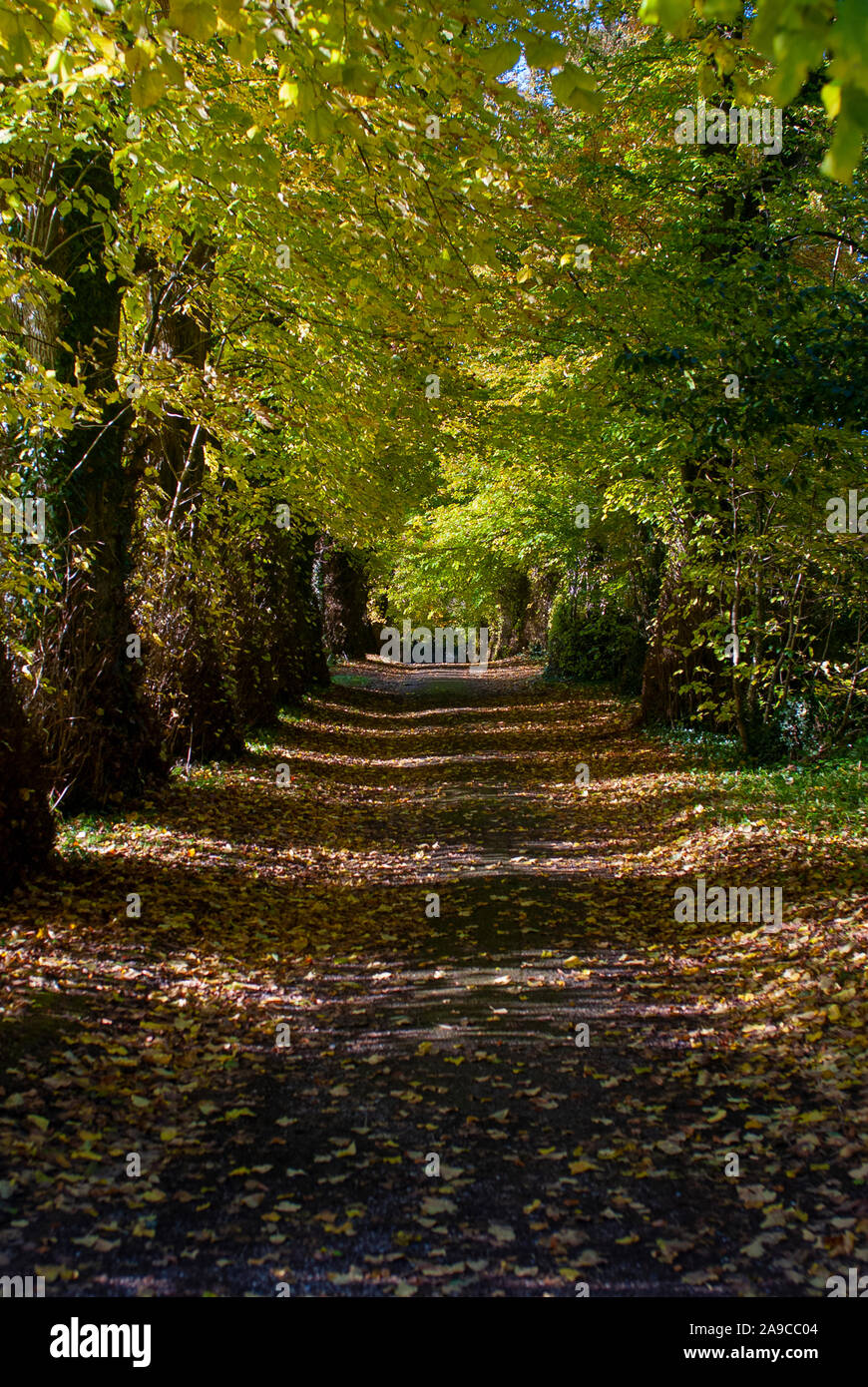 Tree shadows across pathway hi-res stock photography and images - Alamy