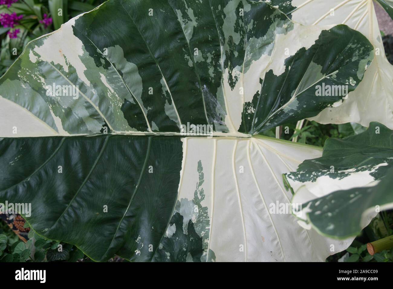 Mottled green and white tropical leaf in close-up Stock Photo - Alamy
