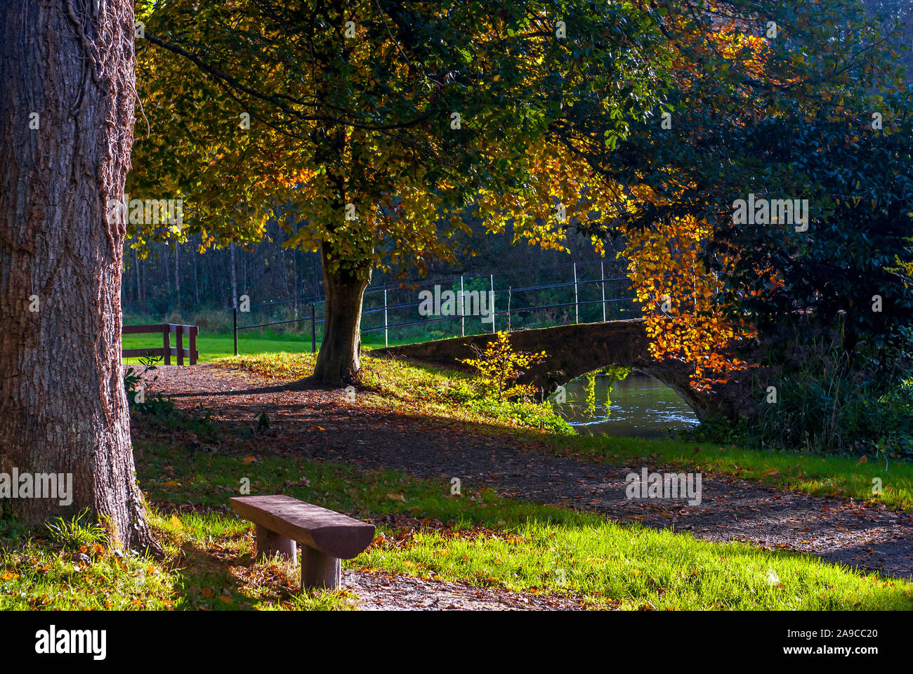 Autumnal scene, on a river bank, with park bench, pathway strewn with ...