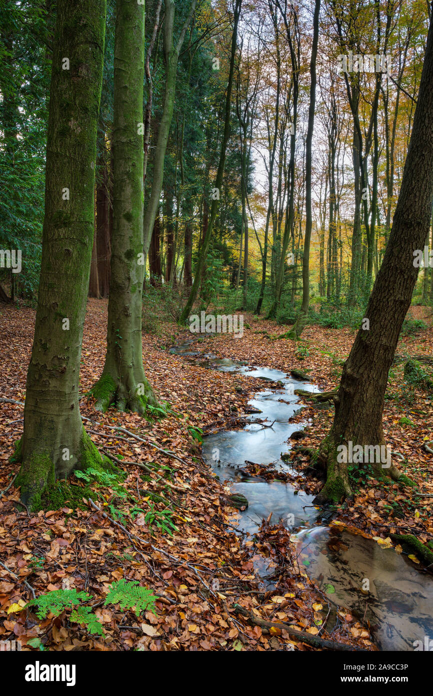 Stream winding through autumnal woodland in the Wye valley Stock Photo ...