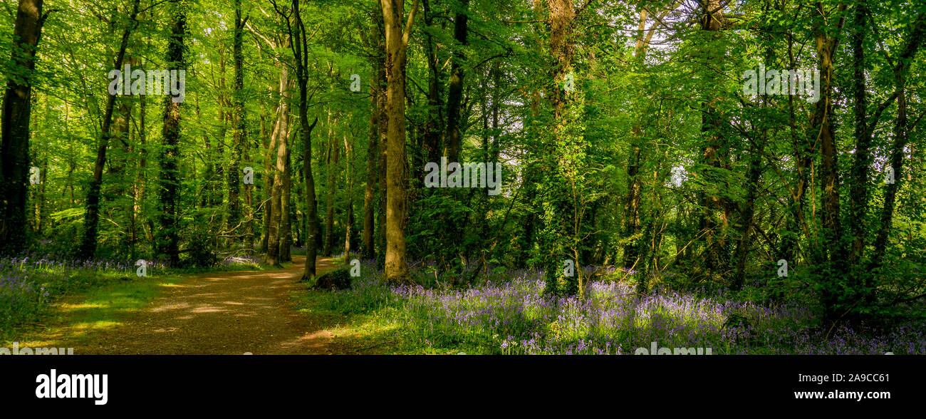 pathway through lush woodland during early spring, dappled light in ...