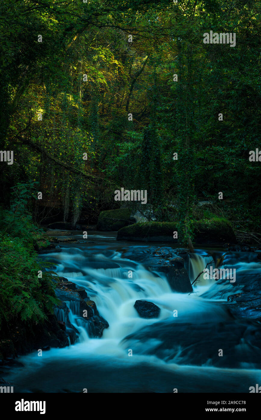 river rapids in dense undergrowth, the tree canopy is lit with golden ...