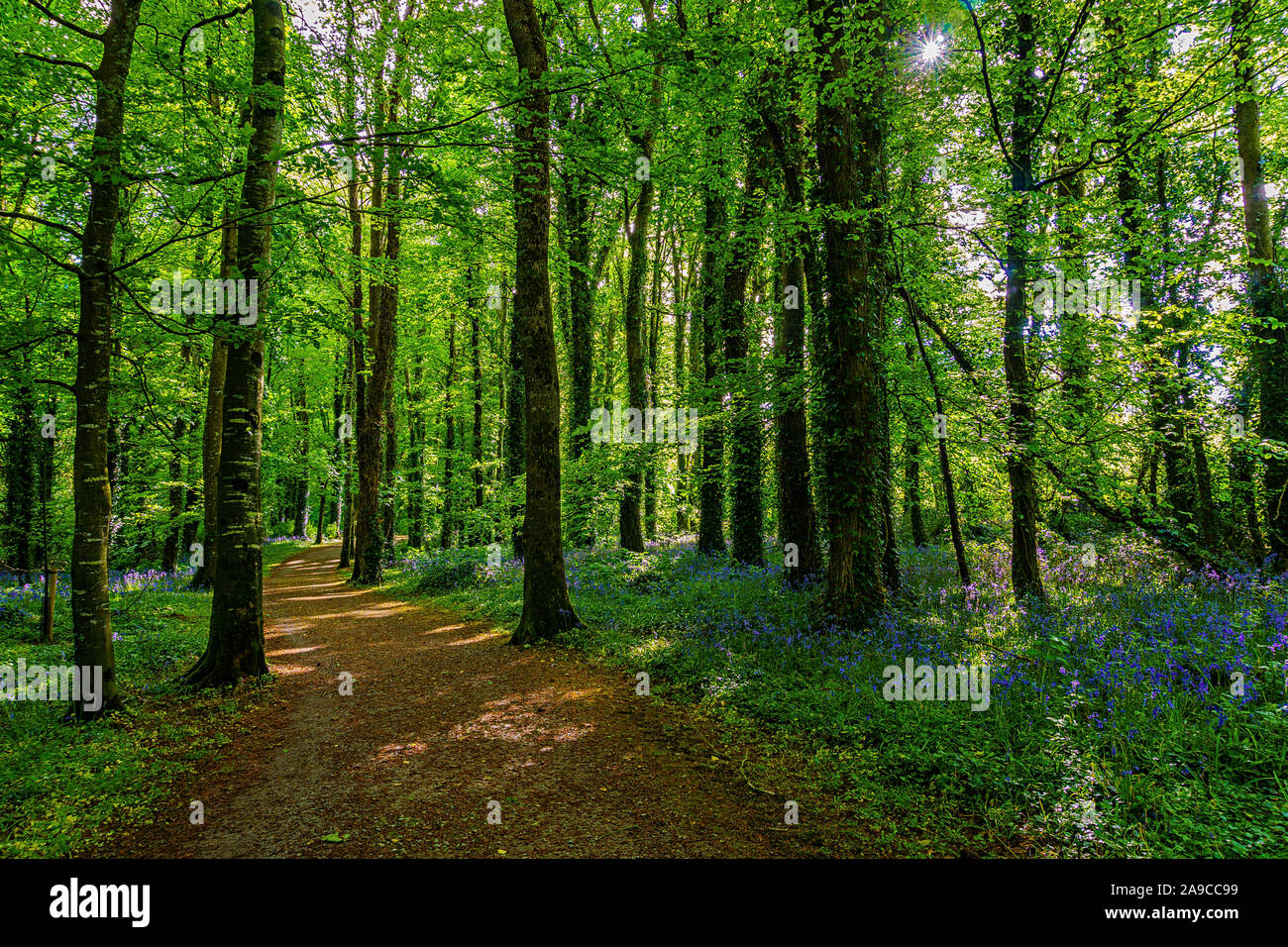 pathway through lush woodland during early spring, dappled light in ...