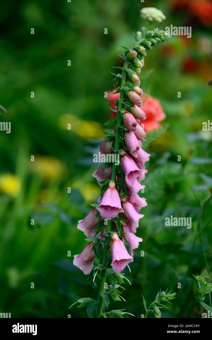 Digitalis mertonensis hi-res stock photography and images - Alamy