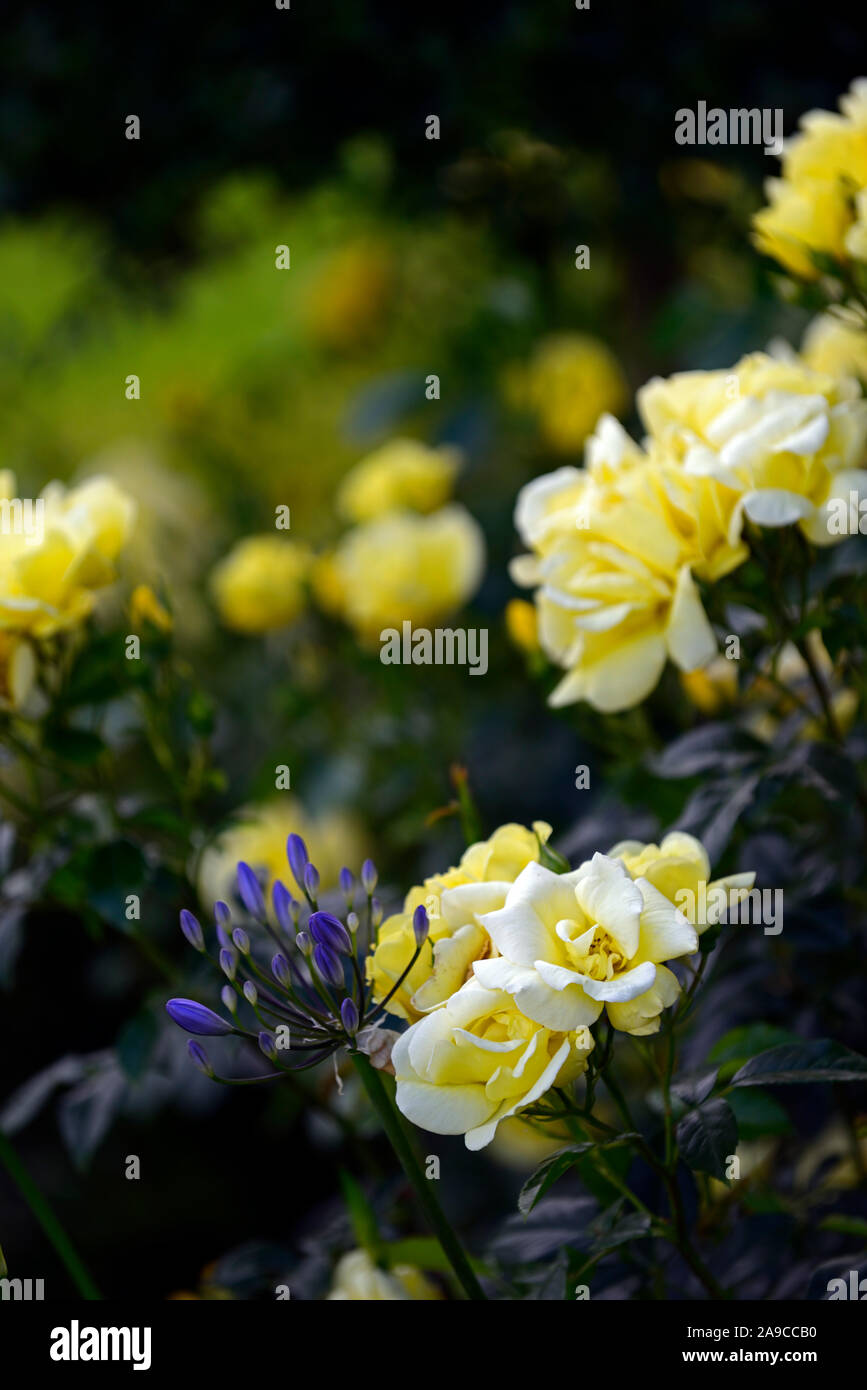 Rosa Buttercup,rose buttercup,shrub rose,roses,yellow,flower,flowers ...