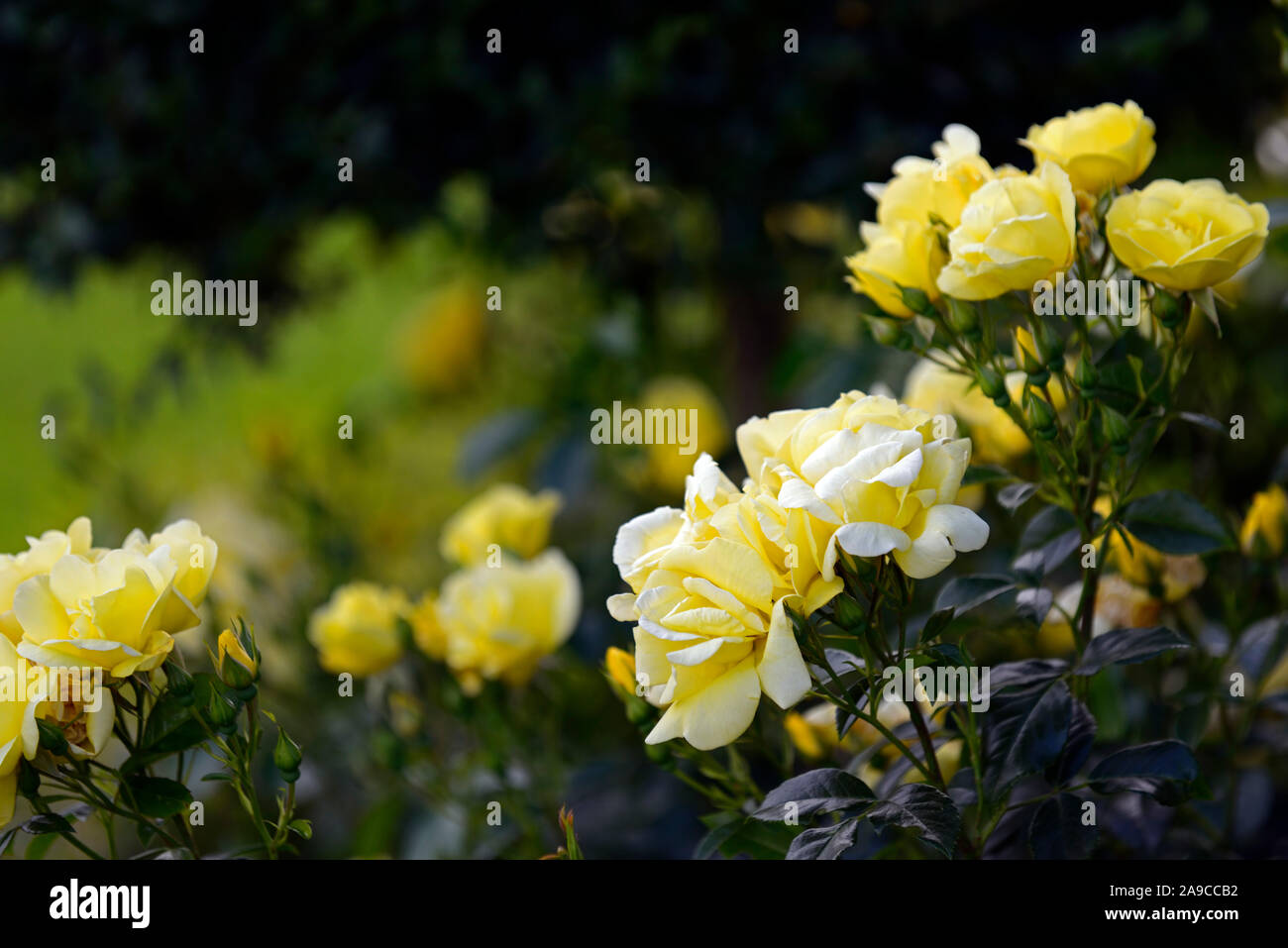 Rosa Buttercup,rose buttercup,shrub rose,roses,yellow,flower,flowers ...