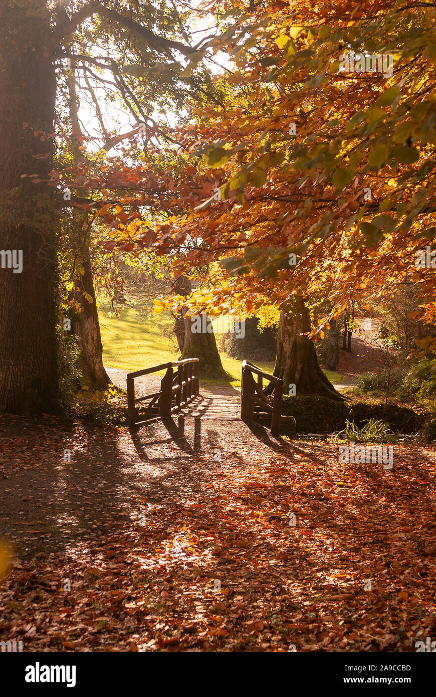 Autumnal scene with wooden footbridge leading into the background, a ...
