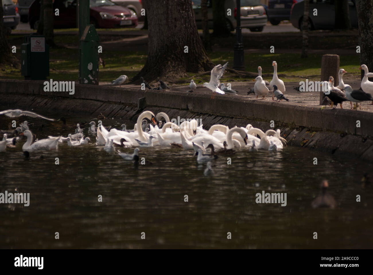 Various species of water fowl feeding in an urban setting, swans, geese ...