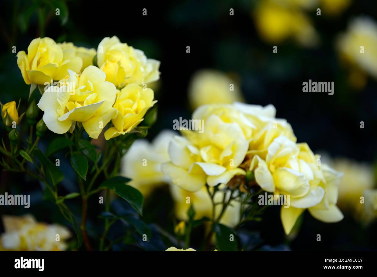 Rosa Buttercup,rose buttercup,shrub rose,roses,yellow,flower,flowers ...