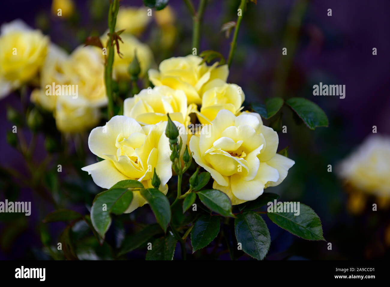 Rosa Buttercup,rose buttercup,shrub rose,roses,yellow,flower,flowers ...