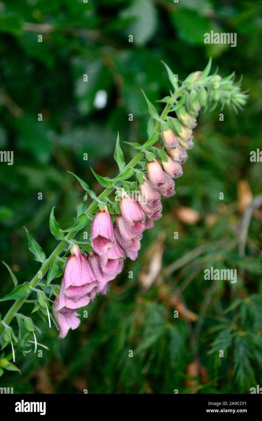 Digitalis Mertonensis,Digitalis × mertonensis,strawberry foxglove ...
