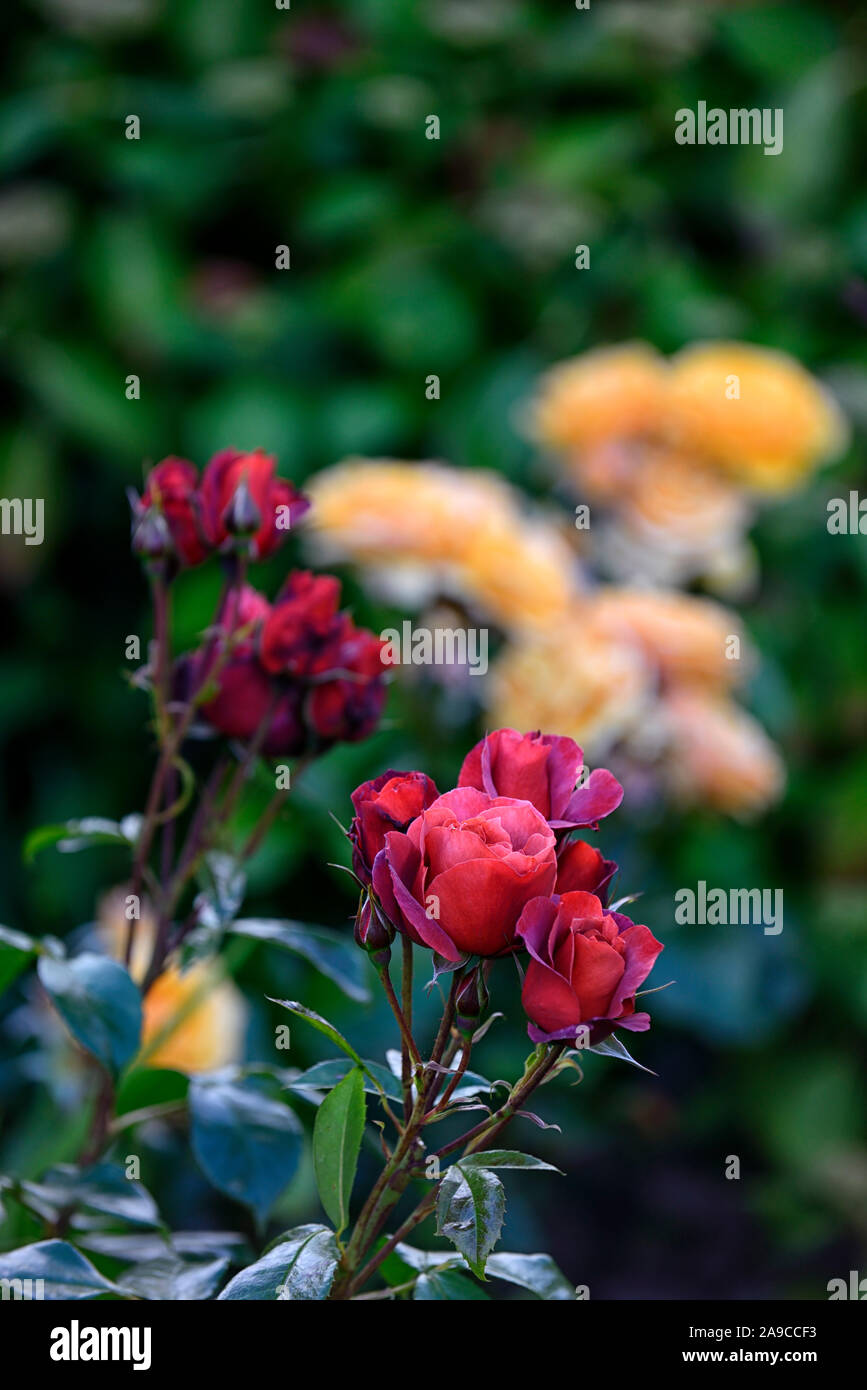 Rosa Hot Chocolate,rose hot chocolate,floribunda rose,roses,russet ...