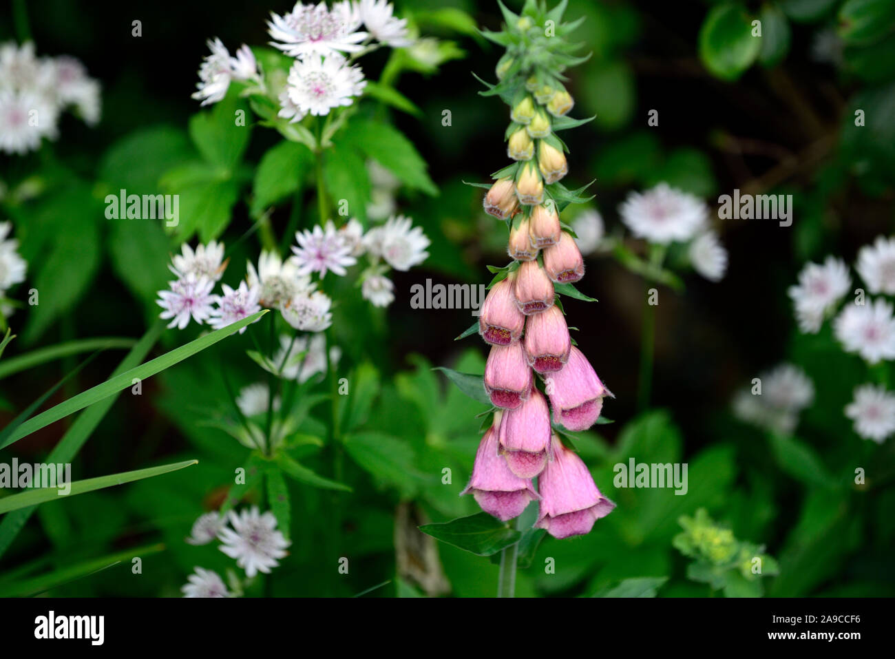 Digitalis Mertonensis,Digitalis × mertonensis,strawberry foxglove ...