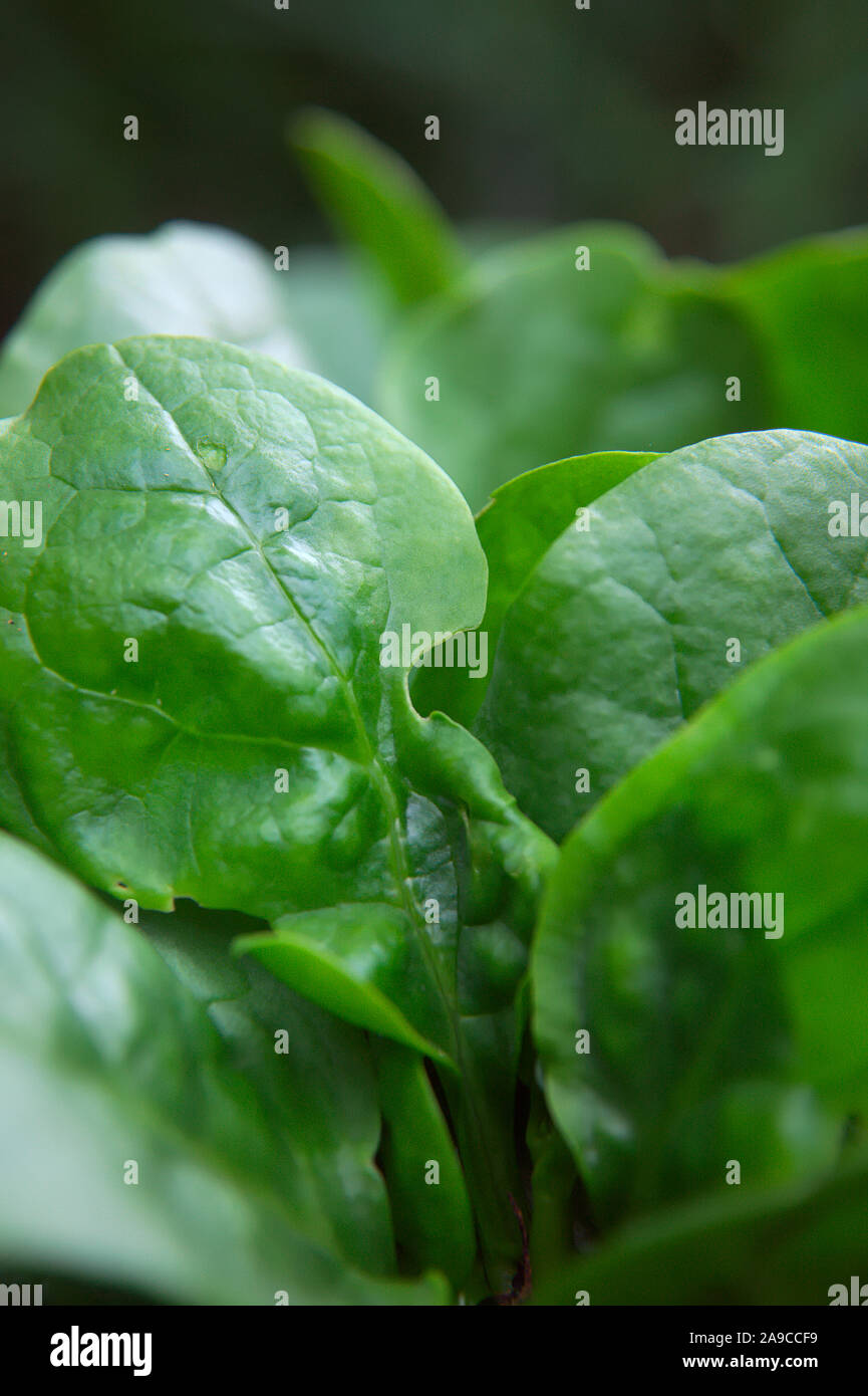 Basella alba hi-res stock photography and images - Alamy