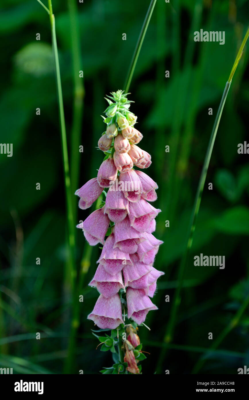 Digitalis Mertonensis,Digitalis × mertonensis,strawberry foxglove ...