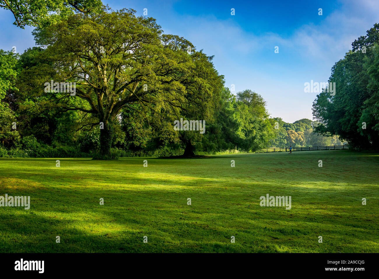 Early morning Open park-land scene, with blue sky surrounded by large ...