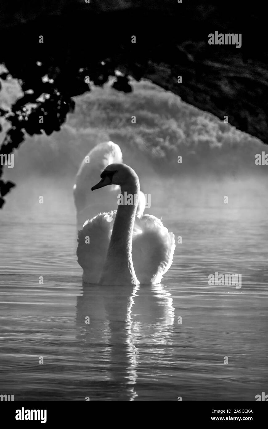 lone male swan, cob, swimming toward camera, head turned sideways ...