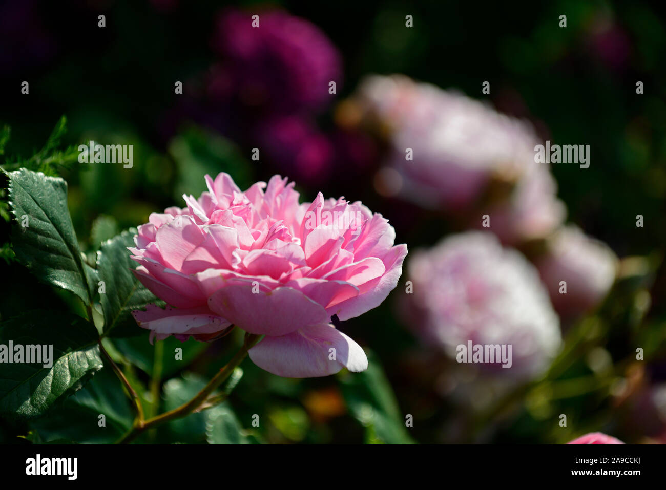 Rosa The Ancient Mariner,rose The Ancient Mariner,shrub rose,roses,pink ...