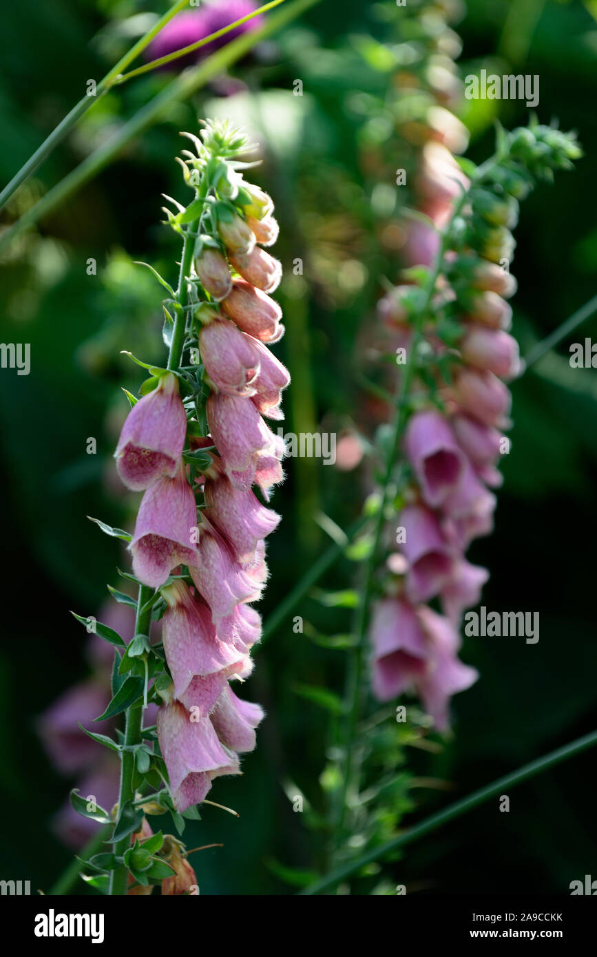 Digitalis Mertonensis,Digitalis × mertonensis,strawberry foxglove ...