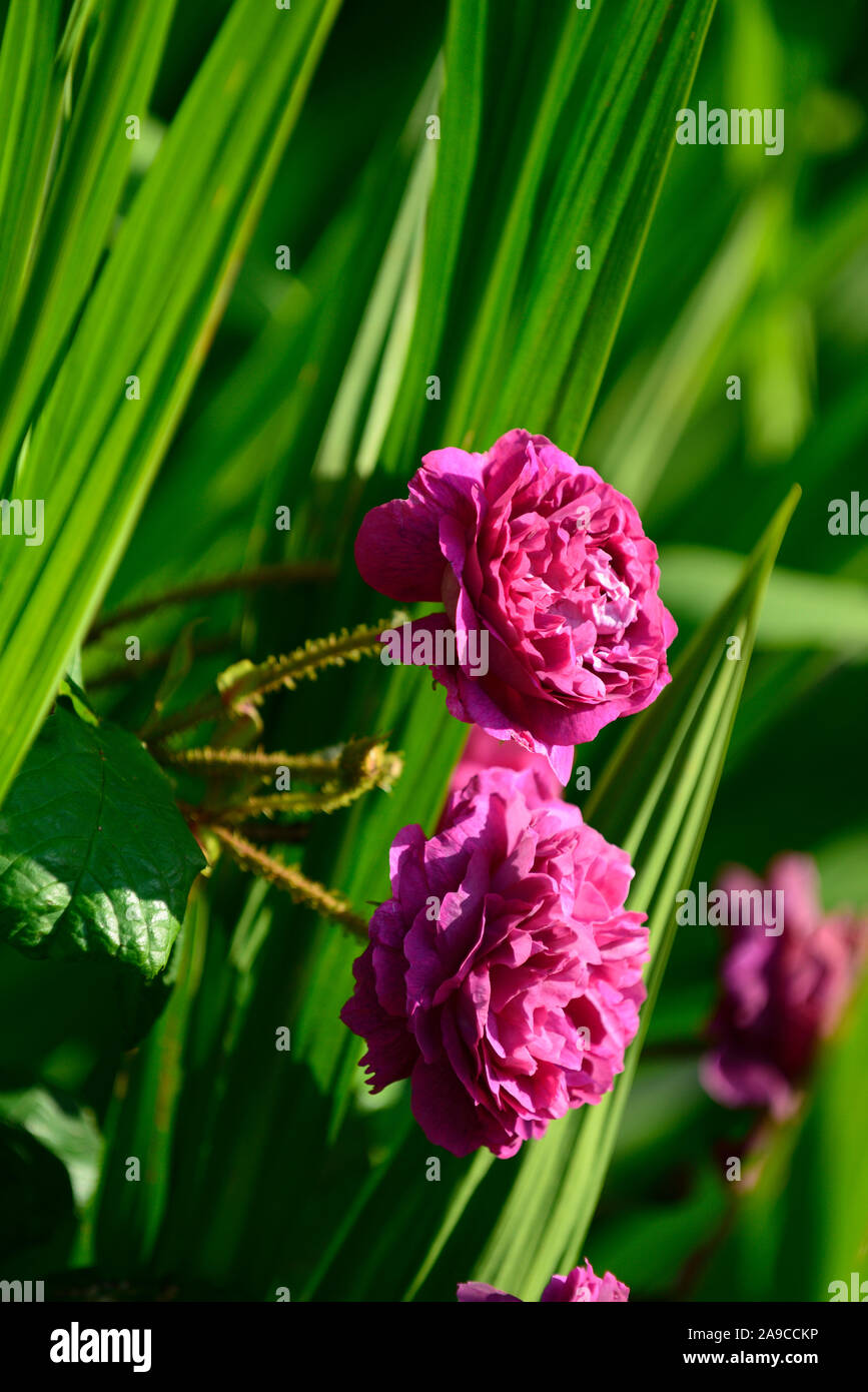 Rosa Darcey Bussell,rose Darcey Bussell,shrub rose,roses,pink,flower ...