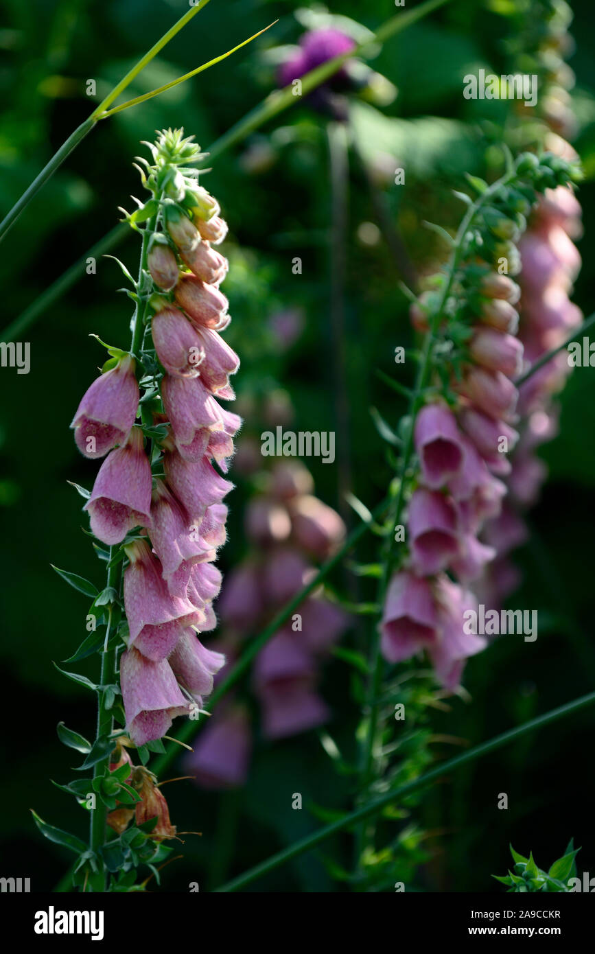 Digitalis Mertonensis,Digitalis × mertonensis,strawberry foxglove ...