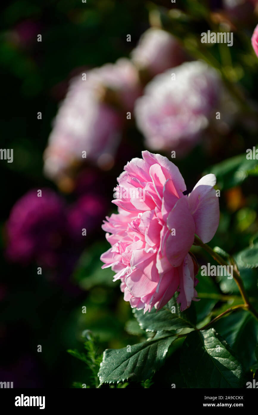 Rosa The Ancient Mariner,rose The Ancient Mariner,shrub rose,roses,pink ...
