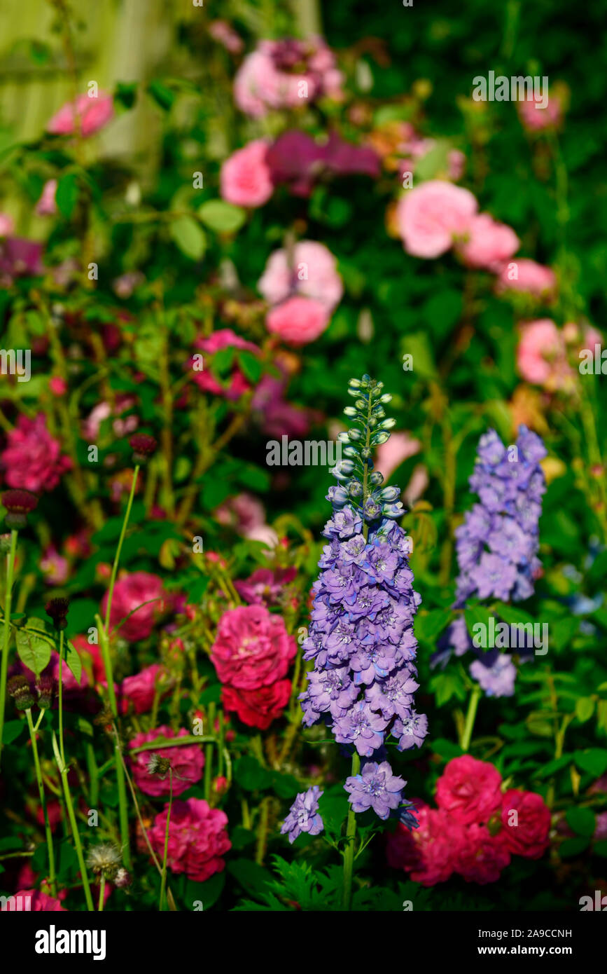 Delphinium and roses flowers hi-res stock photography and images - Alamy