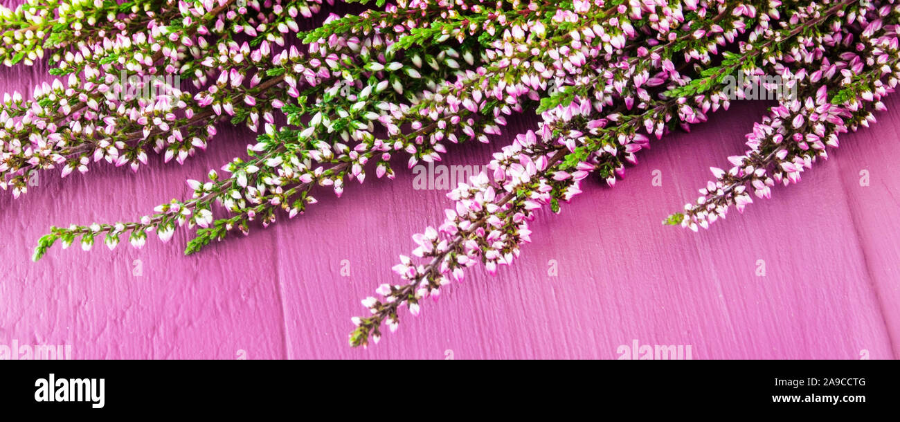 Heather and pink background close up Stock Photo - Alamy
