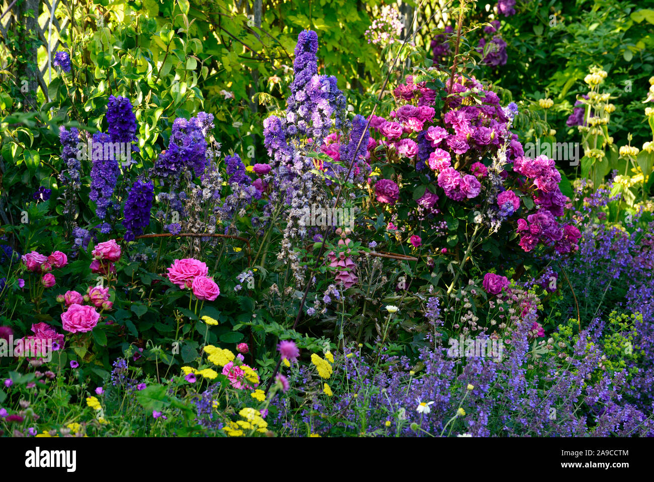 Delphinium and roses flowers hi-res stock photography and images - Alamy