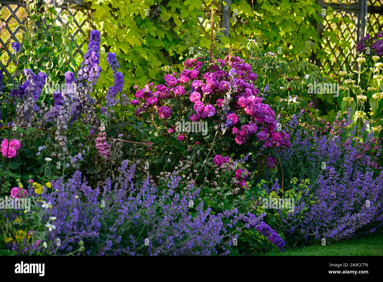 cottage garden,rose,roses,delphinium,blue,red,pink,flowers,garden ...