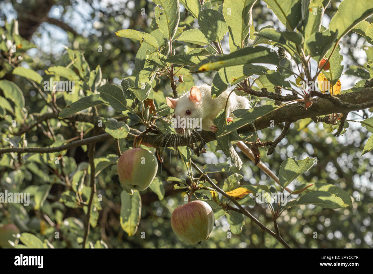 White rat climbs a tree branch. Rat on the apple tree Stock Photo - Alamy