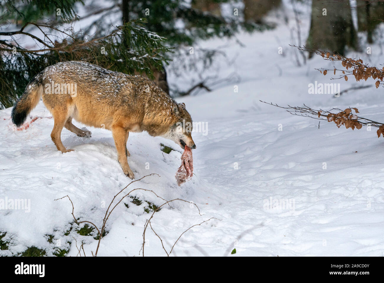 Wolves eating meat hi-res stock photography and images - Alamy