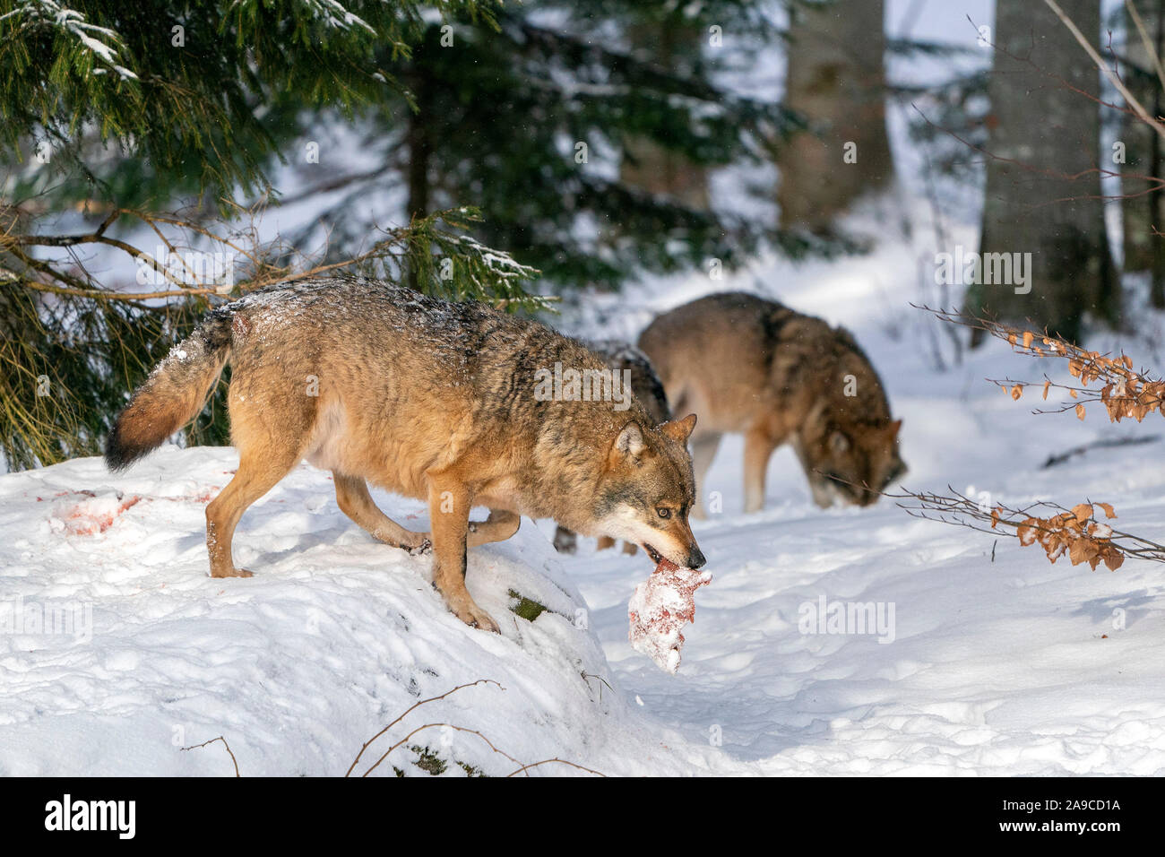 Wolves eating meat hi-res stock photography and images - Alamy