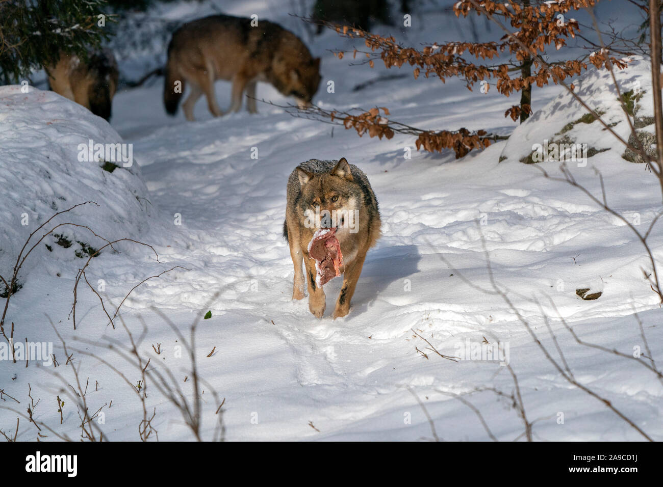 wolf in the snow in winter while eating meat Stock Photo - Alamy