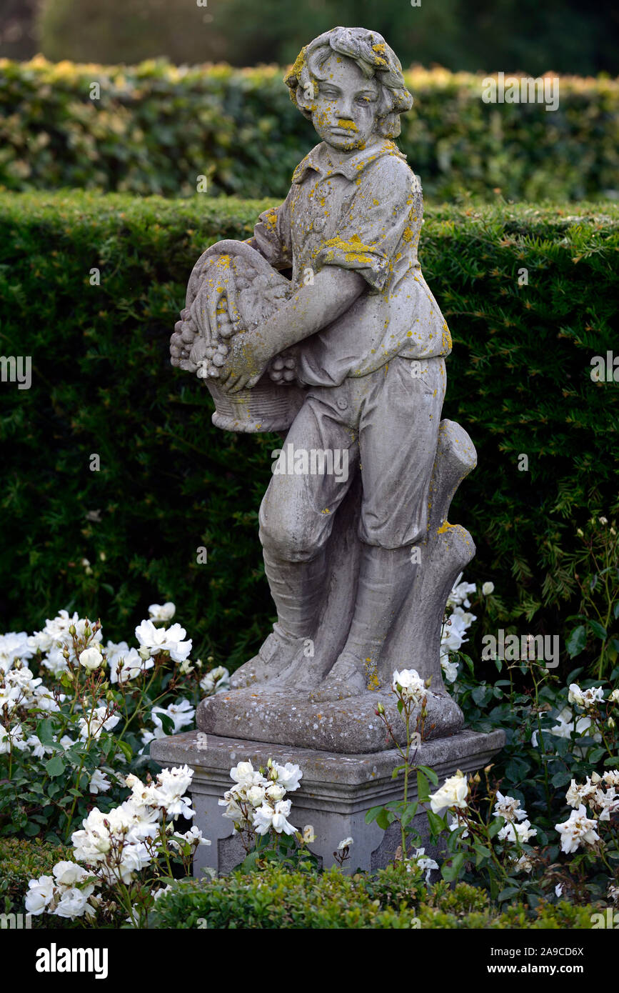 Rosa Iceberg,Rose iceberg,floribunda rose,roses,white,formal garden ...