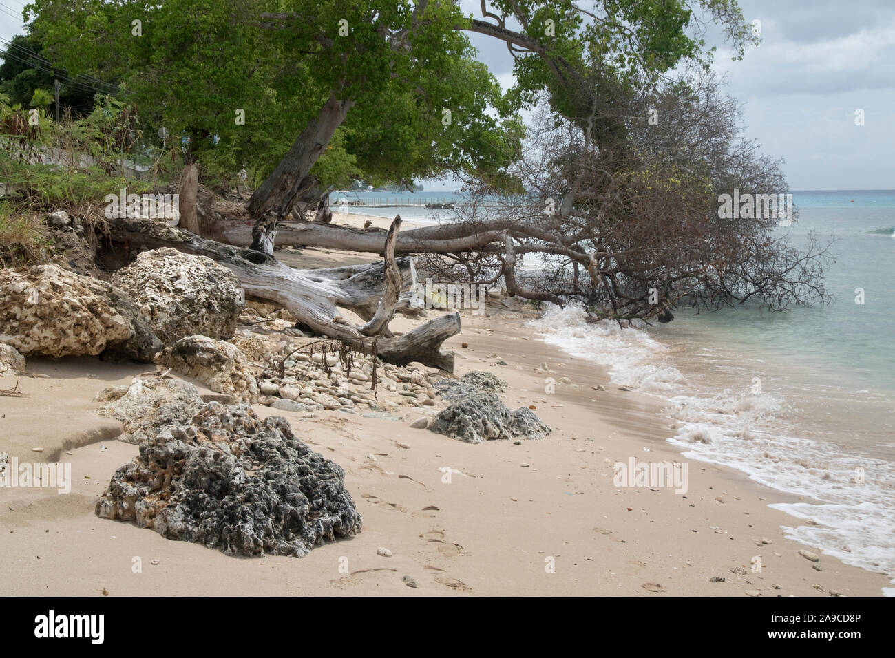 Typical sandy windswept beach on Barbados's west coast at Six Mens Bay ...