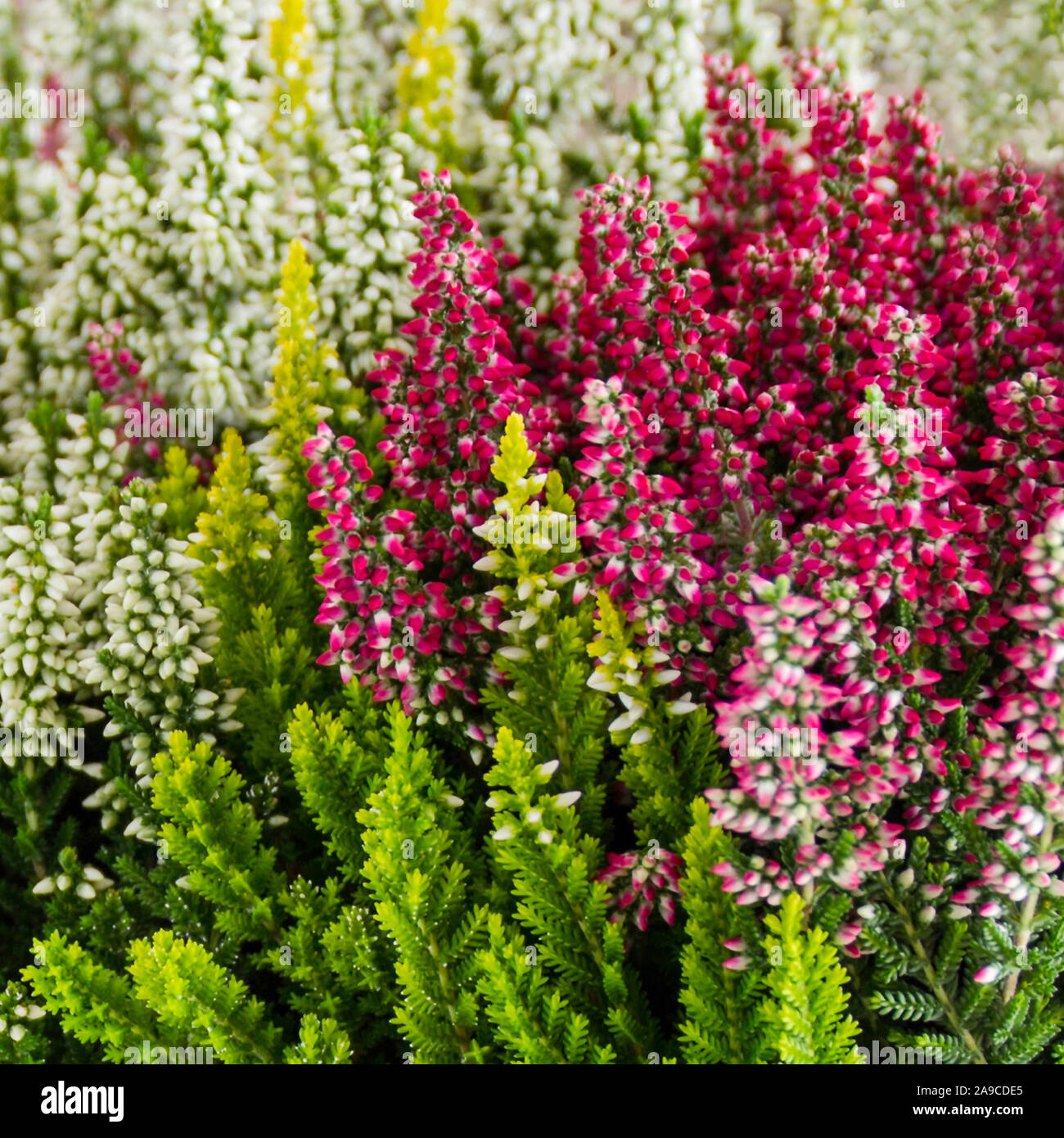Heather variety hi-res stock photography and images - Alamy