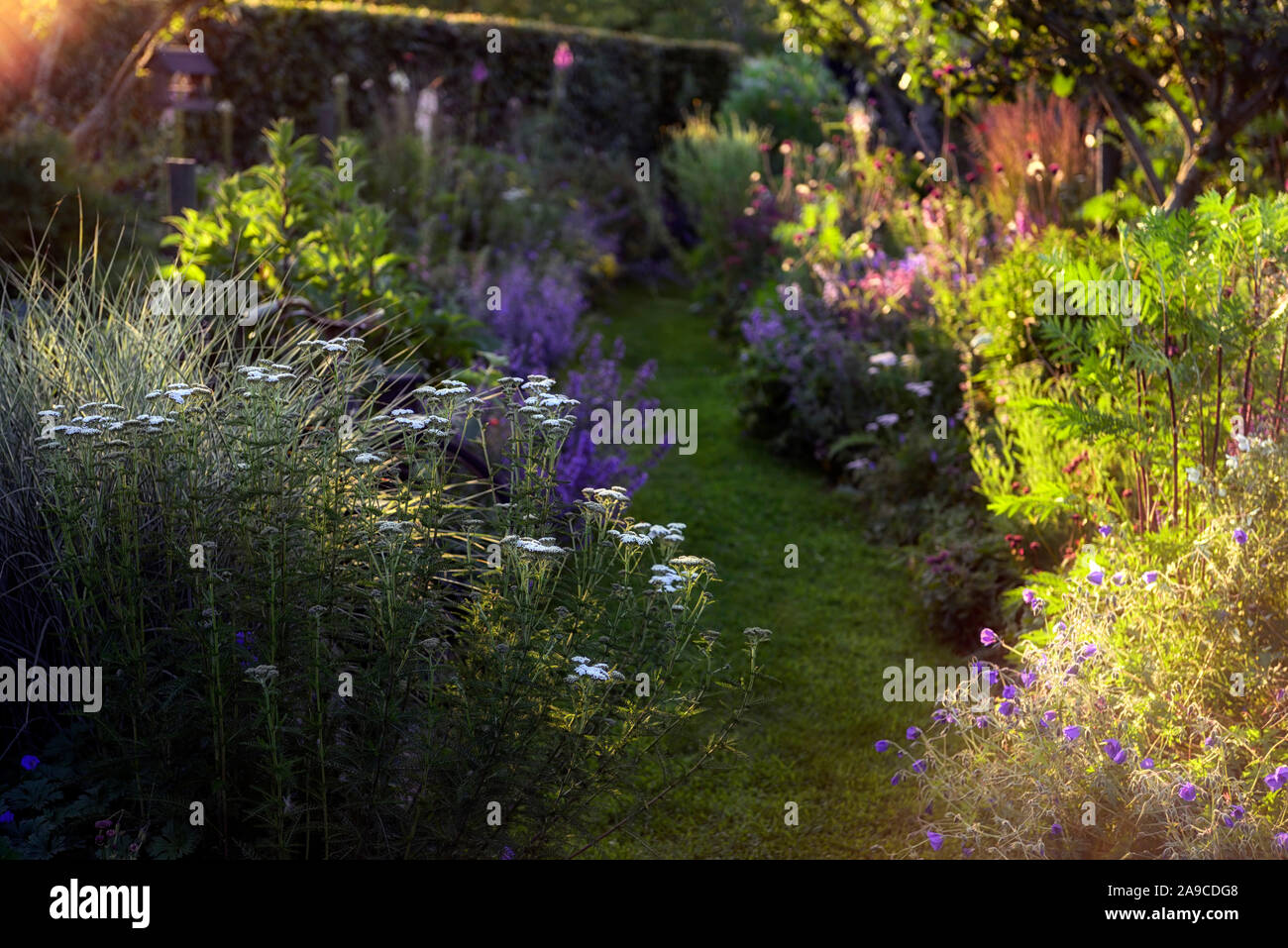cottage garden,yarrow,blue,red,pink,yellow,flowers,nepeta,lupin,double ...