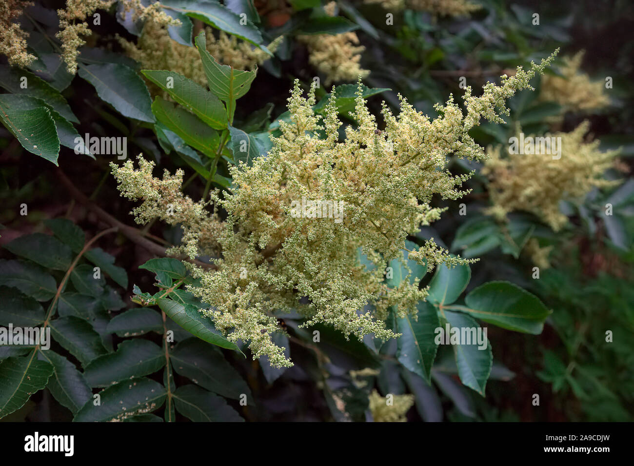 Mid august hi-res stock photography and images - Alamy